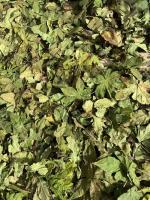 China Natural Sweet Blackberry Leaf Tea Rubus Suavissimus 200x Sweetness Low Calorie Sugar Substitute for sale