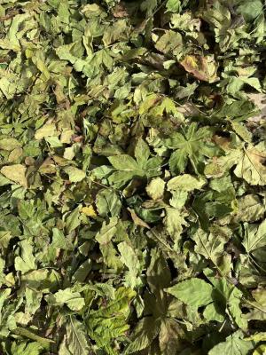 China Natural Sweet Blackberry Leaf Tea Rubus Suavissimus 200x Sweetness Low Calorie Sugar Substitute for sale