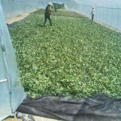 China Natural Sweet Blackberry Leaf Extract Rubusoside 70% 200-300x Sweetness Low Calorie for sale