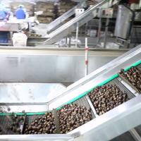China 2 Tons Hourly Capacity Inshell Chestnut Sorting Machine Labor Saving for sale