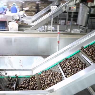 China 2 Tons Hourly Capacity Inshell Chestnut Sorting Machine Labor Saving for sale