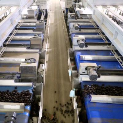 China Inshell Nuts Sorting Machine For Various Chestnut Farmers for sale