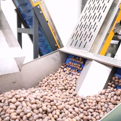 China 380V 8 Feed Channels 2 Tons Capacity Pecan Sorter CE Certified for sale