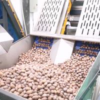 China 380V 7kW 8 Channels CE Endorsed Pecan Sorting Machine 1-2 Tons Output for sale