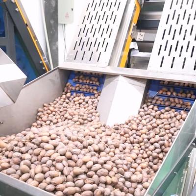 China 380V 7kW 8 Channels CE Endorsed Pecan Sorting Machine 1-2 Tons Output for sale