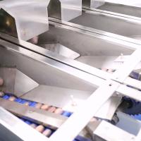 China 8 Exits 380V Pecan Sorting Machine CE Approved 1 Ton Capacity for sale