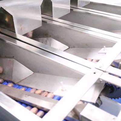 China 8 Exits 380V Pecan Sorting Machine CE Approved 1 Ton Capacity for sale