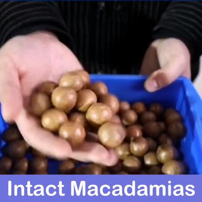 China CE Certificates Macadamia Nut Sorting Machine 360 Degree Rotational 380V 8 Channles for sale