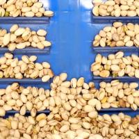 China High Speed Pistachio Sorting And Grading Machine Computer Control 16 Channels for sale