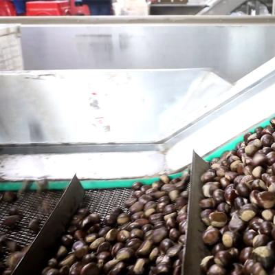 China Electric Intelligent Chestnut Sorting Machine 380V Nuts Grading Machine for sale