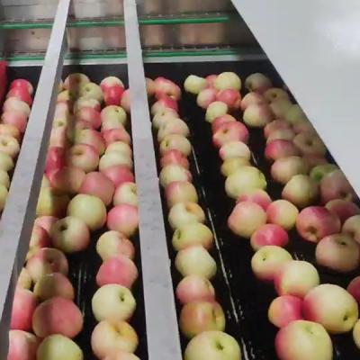 China Mechanical Apple Black Sorting And Grading Machine 360° Rotational Scanning for sale