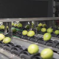 China 6 Channels Lemons Sorting And Grading Machine Stainless Steel Material 380V for sale