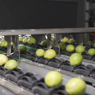 China 6 Channels Lemons Sorting And Grading Machine Stainless Steel Material 380V for sale