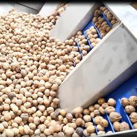 China Electric Drive Walnuts Sorting And Shelling Machine 380V 6 Channels for sale