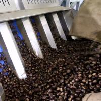 China 99.9% Accuracy Stainless Steel Chestnut Sorting Machine 900pcs/min for sale