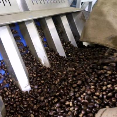 China 99.9% Accuracy Stainless Steel Chestnut Sorting Machine 900pcs/min for sale