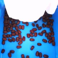 China 3 Ton/H Output 1-Year Warranty Red Dates Sorting Machine With CE Certificates for sale