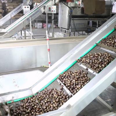 China 6kW Servo Motor Chestnut Sorter 1500kg/H Capacity For Industrial Use for sale