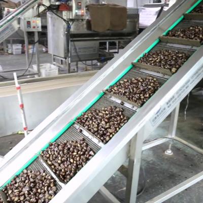 China 1.5 Ton Output Intelligent Chestnut Sizer And Grader Machine With 99.9% Sorting Accuracy for sale