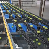China Automatic PLC Control Fruit Sorting Machine For Lemons Sorting for sale