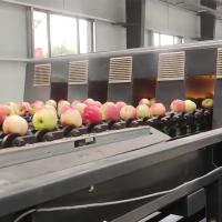 China Stainless Steel Fruit Sorting Machine 50 - 150mm Size 220V / 50Hz Power for sale