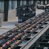 China 220V / 50Hz Automatic Apple Sorting Machine Electronic Weighing System for sale