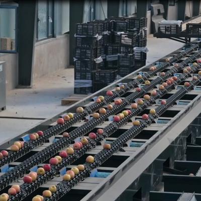 China 220V / 50Hz Automatic Apple Sorting Machine Electronic Weighing System for sale
