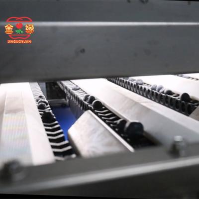 China Automatic Blueberries Sorting Machine With PLC Control 99.9% Accuracy for sale