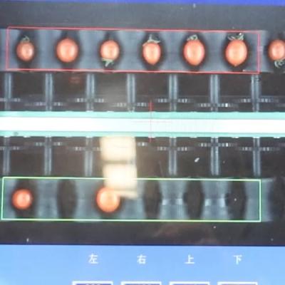 China 99.9% Accuracy Cherry Tomato Fruit Sorting Machine 380V / 50Hz for sale