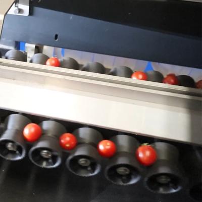 China 10 Lanes Cherry Tomatoes Fruit Sorting Machine 380V / 50Hz for sale