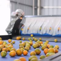 China PLC Control Apex Fruit Sorting Machine With 99.9% Accuracy For Kumquats for sale