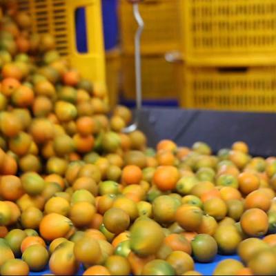 China 380V / 50Hz Apex Kumuats Sorting Machine Electronic Weighing System With 99.9% Accuracy for sale
