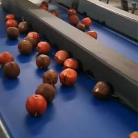 China PLC Control Hawthorn Sorting Machine For Automated Applications And Reliable Performance for sale