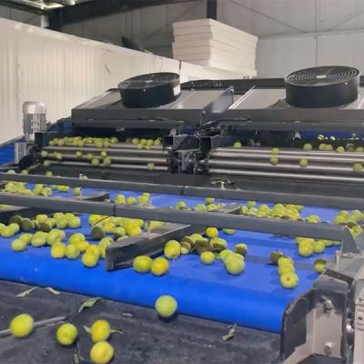 China Stainless Steel Plum Sorting Machine for Internal Quality Inspection for sale