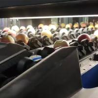 China High Accuracy 99.9% Apple Sorting Machine Stainless Steel 380V for sale