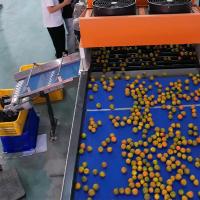 China 380V Intelligent Kumquat Sorting Machine  99.9% Accurate for sale