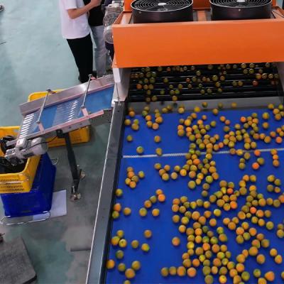 China 380V Intelligent Kumquat Sorting Machine  99.9% Accurate for sale