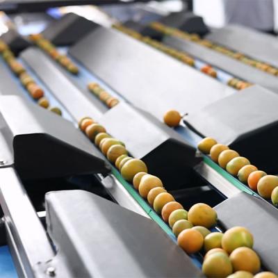 China Automatic Stainless Steel Kumquat Sorting Machine 360 Degree Rotational Scanning for sale