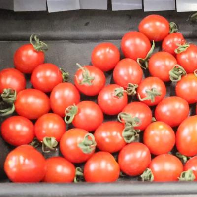 China PLC Control 380V Automatic Sorting Machine For Cherry Tomato for sale