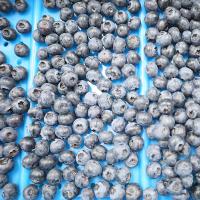 China Stainless Steel Blueberry Sorting Machine 360 Degree Rotational Scanning for sale