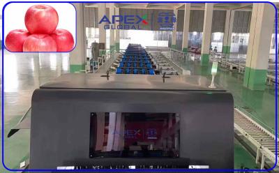 China Stainless Steel Apple Sorting Machine PLC Control With 10 Channels for sale