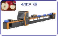 China 380V 50Hz Apple Sorting Machine With Stainless Steel for sale