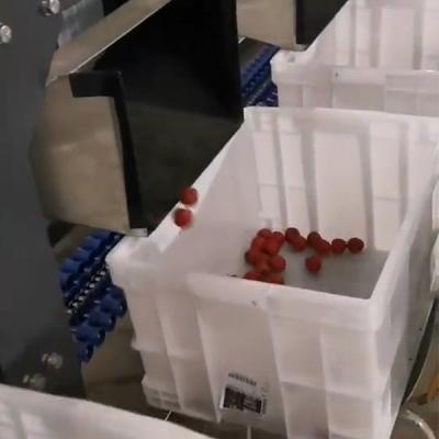 China Automatic Hawthorn Fruit Sorting Machine With PLC Control Stainless Steel for sale