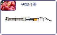 China PLC Control Automatic Plum Fruit Sorting Machine With 99.9% Accuracy for sale