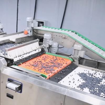 China Automatic Operation Efficient Fruit Sorting Machine For Blueberry for sale