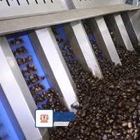 China 15 - 18 Chestnuts Nuts Sorting Machine High Capacity Enchaned Productivity for sale