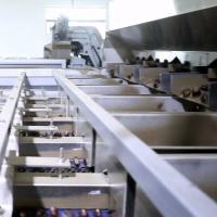 China Multiple Lane Number Options Chestnut Sorting Machine With CE Certificate for sale