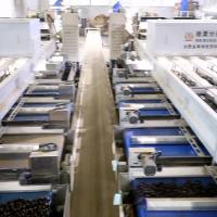 China 380V 2 Ton/H Output Chestnut Sorting Machine 360° Rotational Inspection for sale