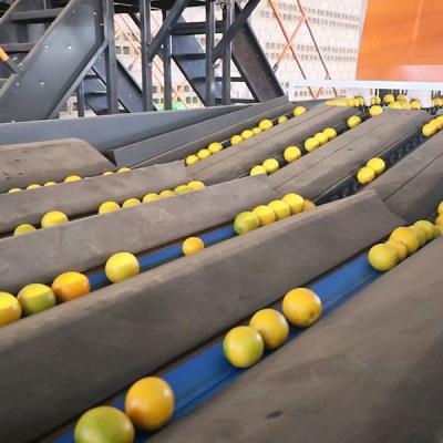 China High Accurate Orange Sorting Machine Functioned Grading Sizing And Weighing for sale