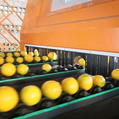 China 360 Degree Rotational Scanning Orange Sorting Machine With High Accuracy In Grading for sale